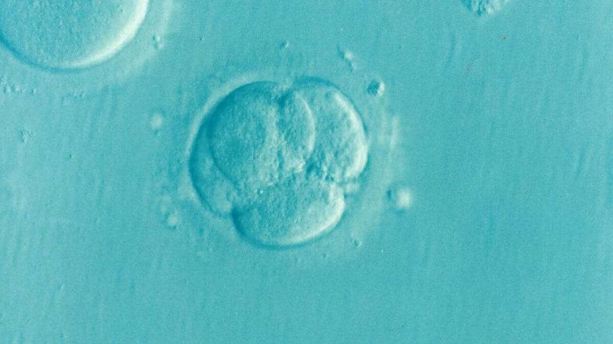 Frozen Embryos are Children According to God, Not the Law - Students ...